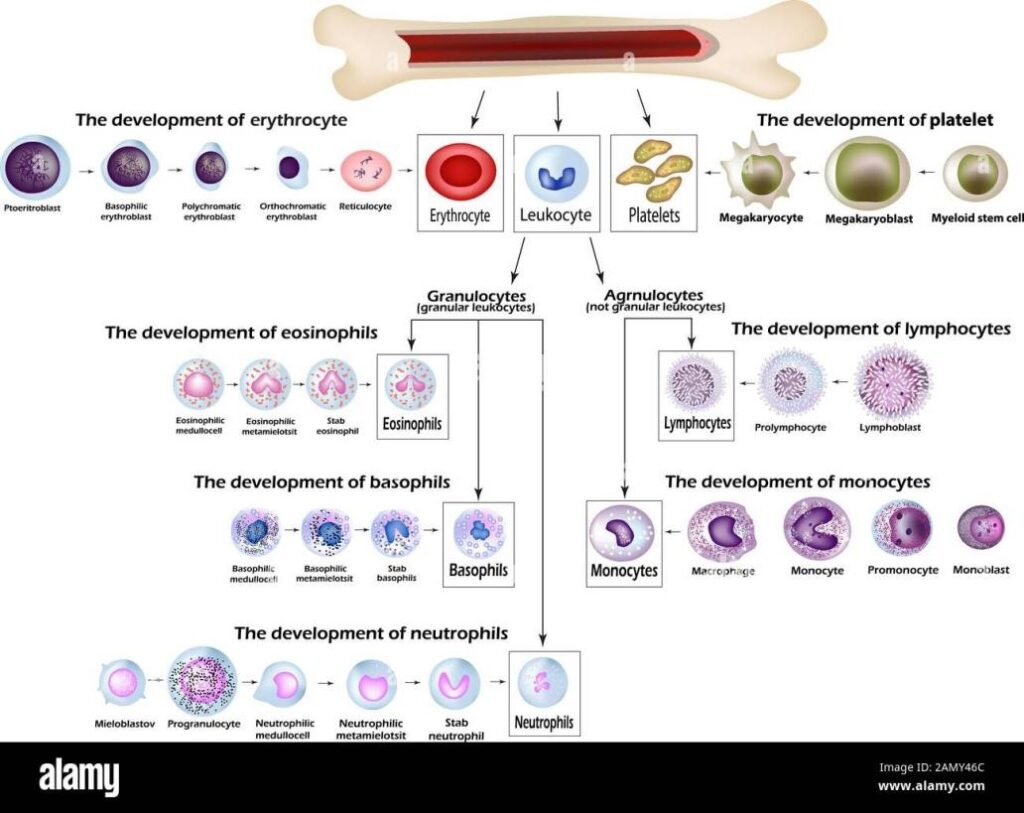 Anatomy Chart : Development Of Blood Cells – Welcome To Gitansh Enterprises