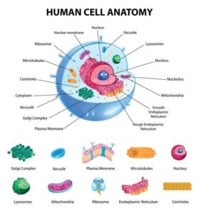 Anatomy Chart: Human Cell Structure – Welcome To Gitansh Enterprises