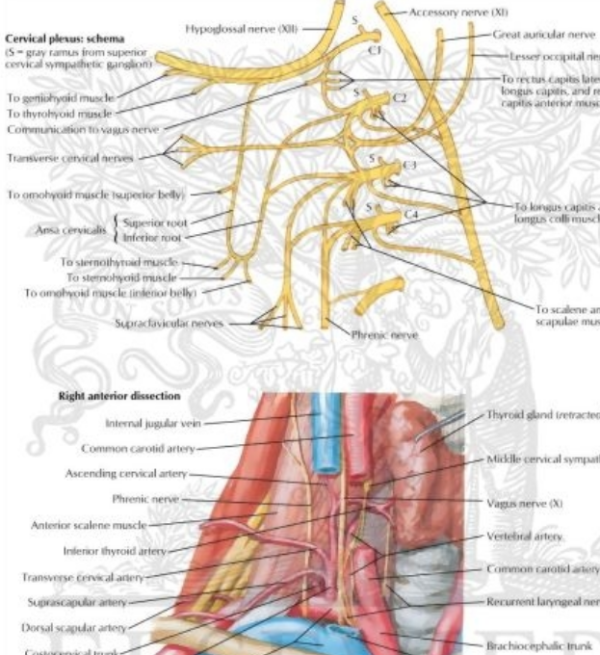 Anatomy Chart: Nerves And Vessels Of Neck – Welcome To Gitansh Enterprises