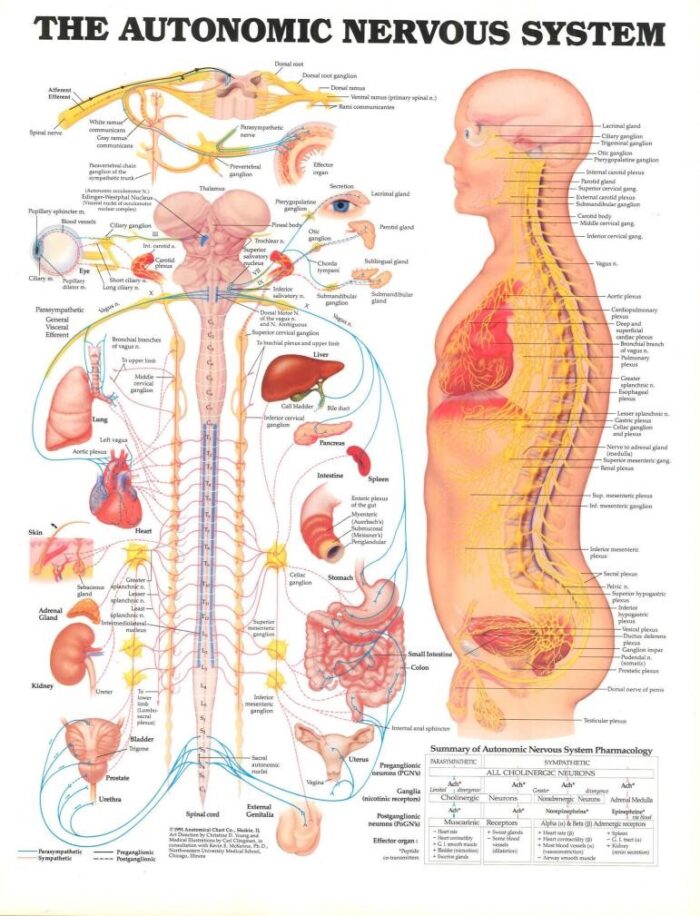 Anatomy Chart: The Autonomic Nervous System – Welcome To Gitansh ...